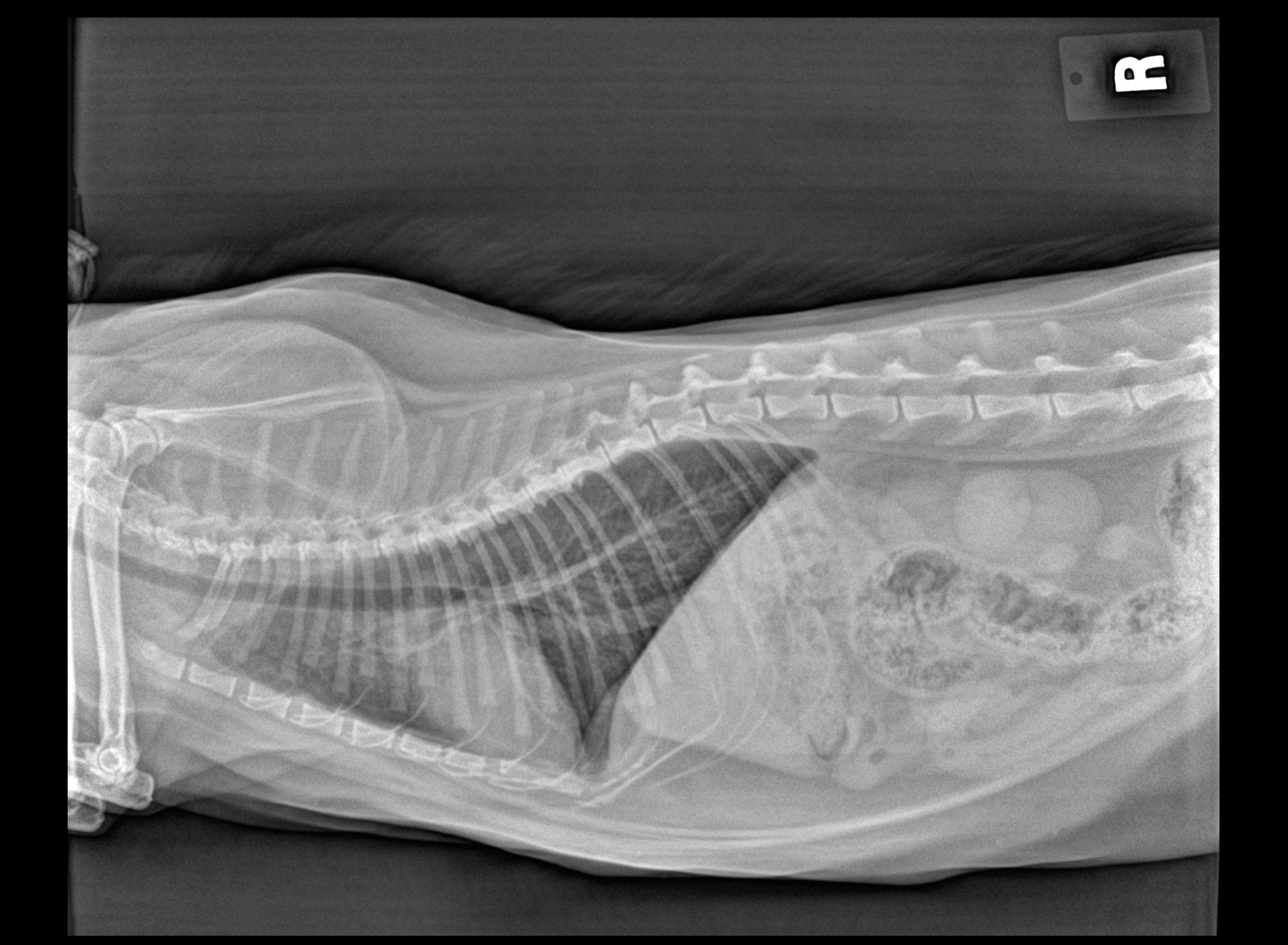 Normal Cat Pelvis X Ray at Scott Lanier blog